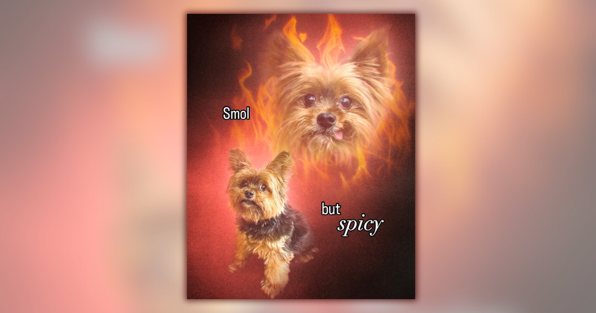 24 Silly Dog Memes to Spice Up Your Tattered Tuesday - Animal Comedy ...