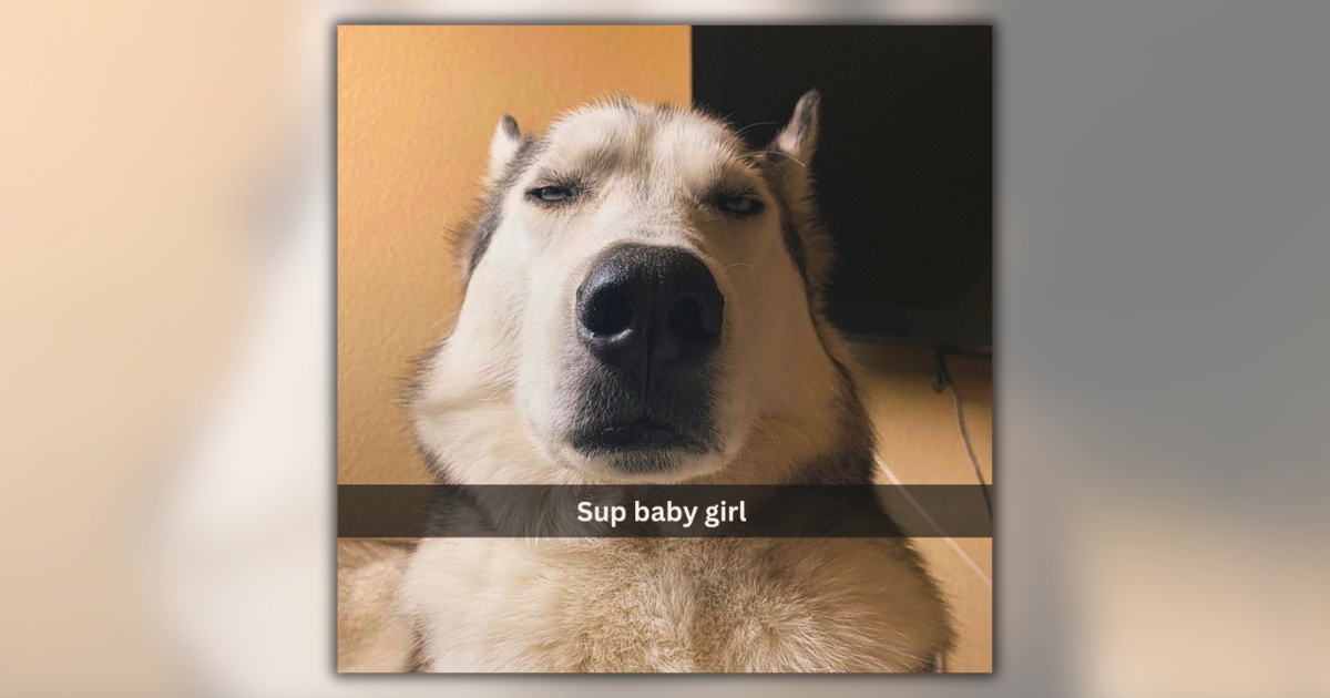 Sleek and Smooth: 24 Dog Memes Trying Their Best But Still Being ...