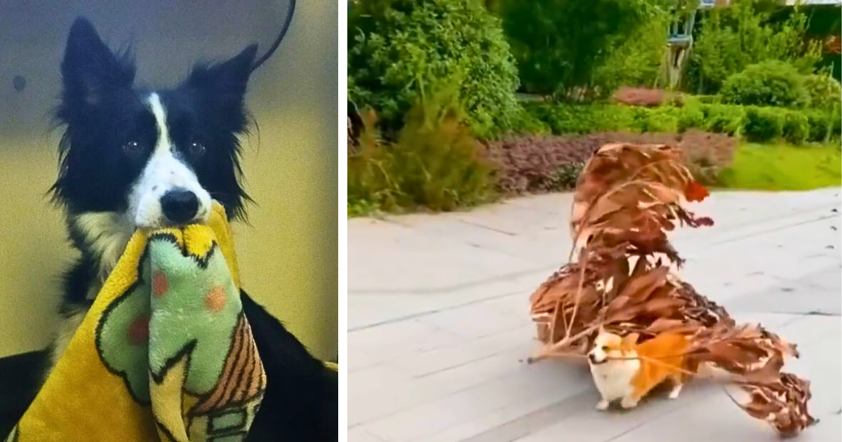 Cute Collection of 22 Precious Pooch Pictures Fetching You Funny Doggo ...