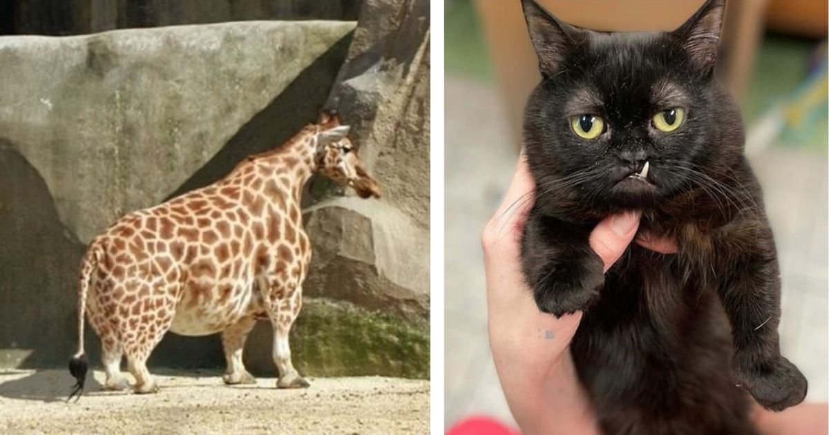 A Short Series of Adorable Animals With Dwarfism Showing That Cute ...