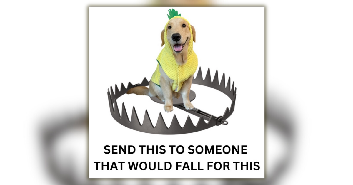 26 Doggo Memes for Dog Pawrents in Need of Fluffy Funny Doggo Delight ...