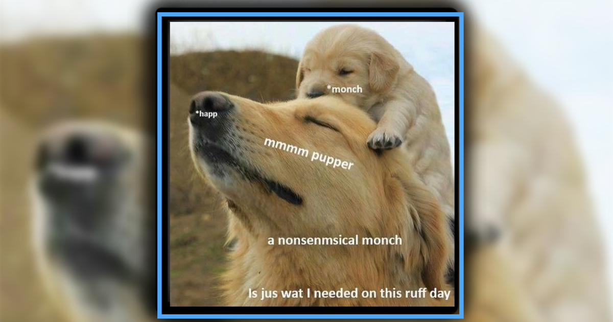 Mood-Boosting Canine Cuties to Cuddle Up With and Forget About the Woes ...