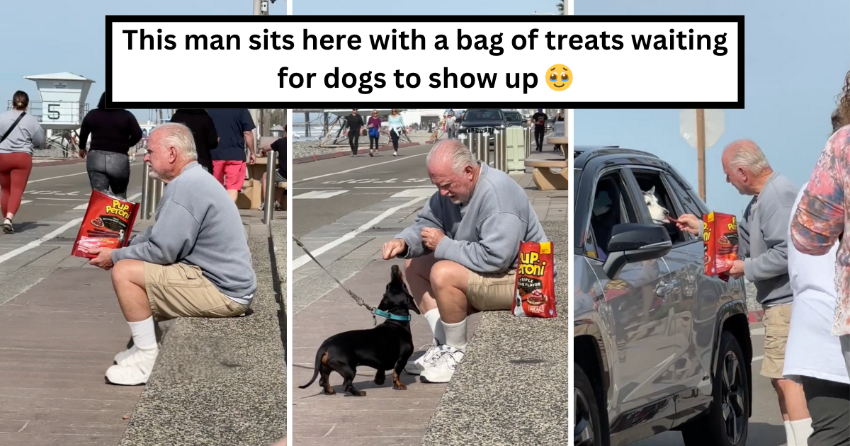 Animal Comedy - retirement - Animal Comedy - Animal Comedy, funny ...