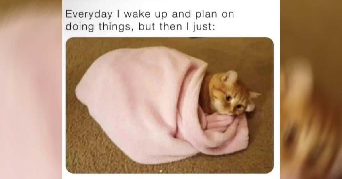 Funniest Cat Memes for Feline Fanatics (February 19, 2025) - Memebase ...