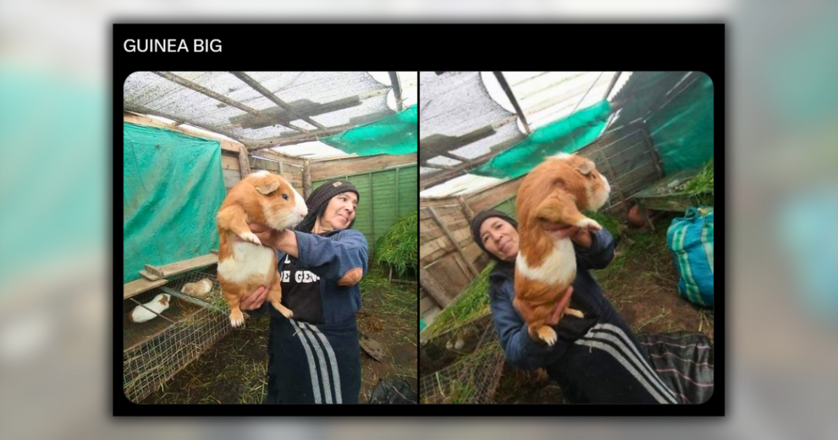 Zany Zoo of 26 Zippy Animal Memes That Herd You Towards the Weekend ...