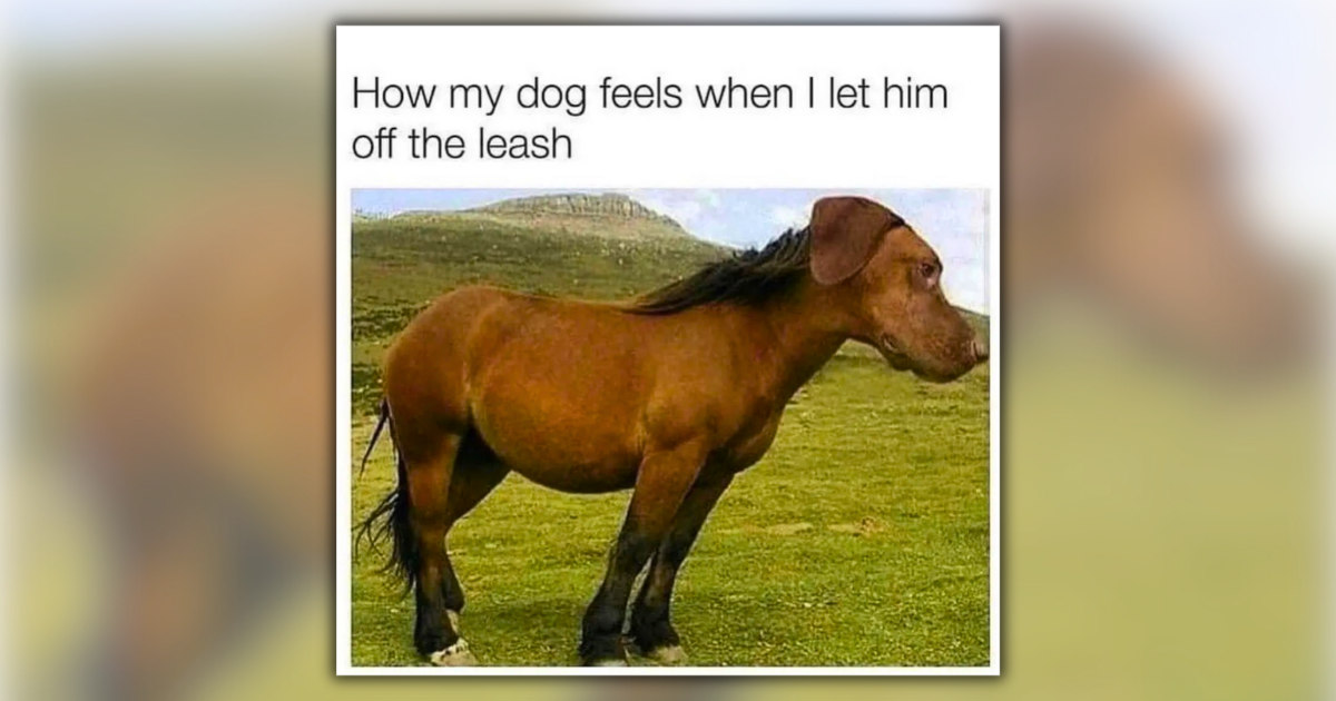 25 Really Doofus Dog Memes to Run Around the Dog Park With - Animal ...