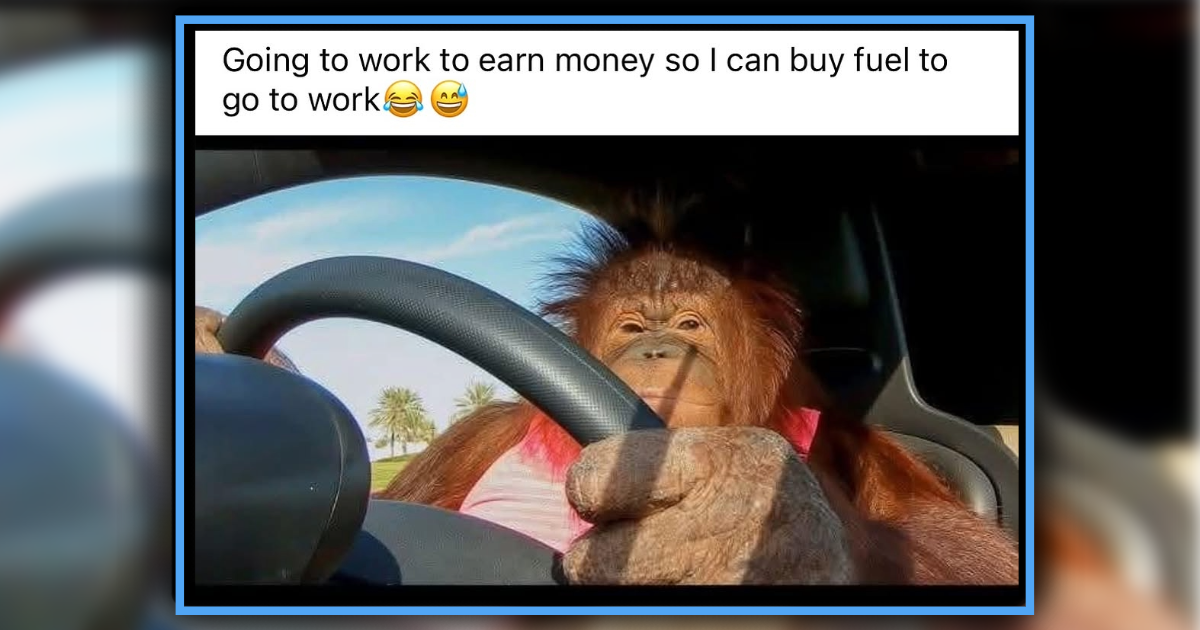 Awwnimal Comedy Club: Hilarious Memes From the Animal Kingdom Fur a ...