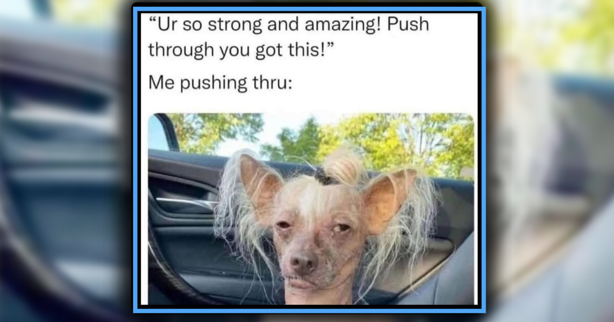 My Back Hurts Too: Relatable Animal Memes for Elder Millennials Who ...