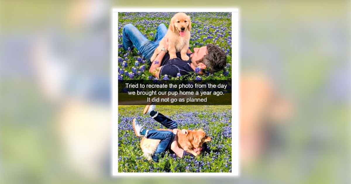 22 Blissful Dog Memes Boosting Your Mood During This Wholesome Weekend - Animal Comedy - Animal ...