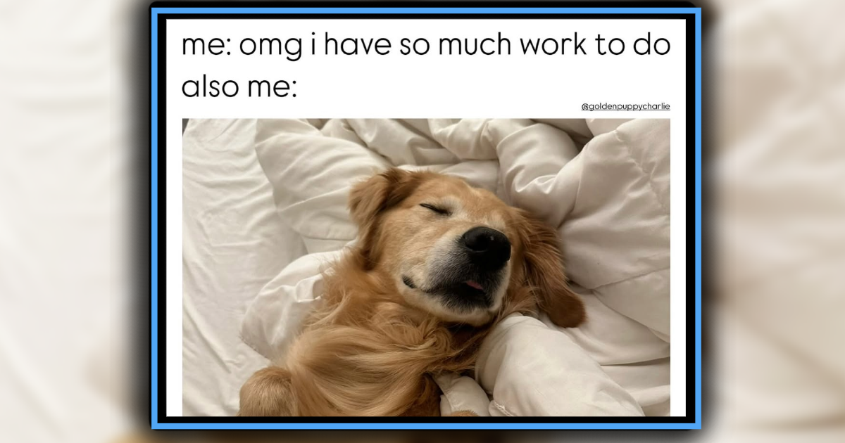 Wholesome Dog Child Memes for Fur Baby Mommas Who Crave Canine Cuteness ...