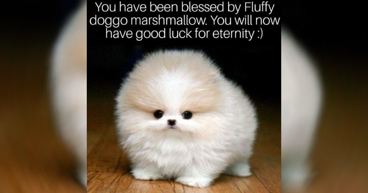 The Best Heartwarmingly Wholesome Memes and Posts of the Week (February ...