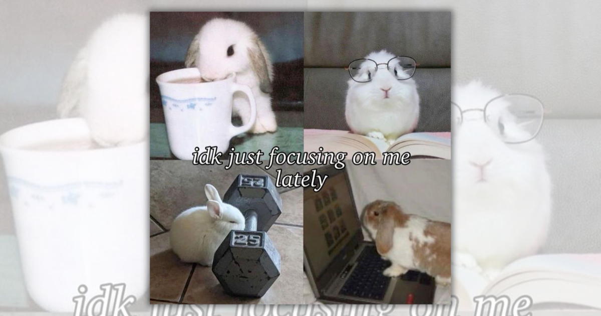 20 Funny Bunny Memes to Multiply Your Laughs - Animal Comedy - Animal ...