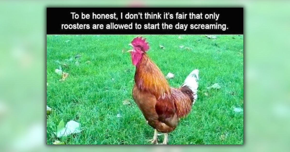 The Cute Comfort of Home: 22 Delightful Domesticated Animal Memes for a ...