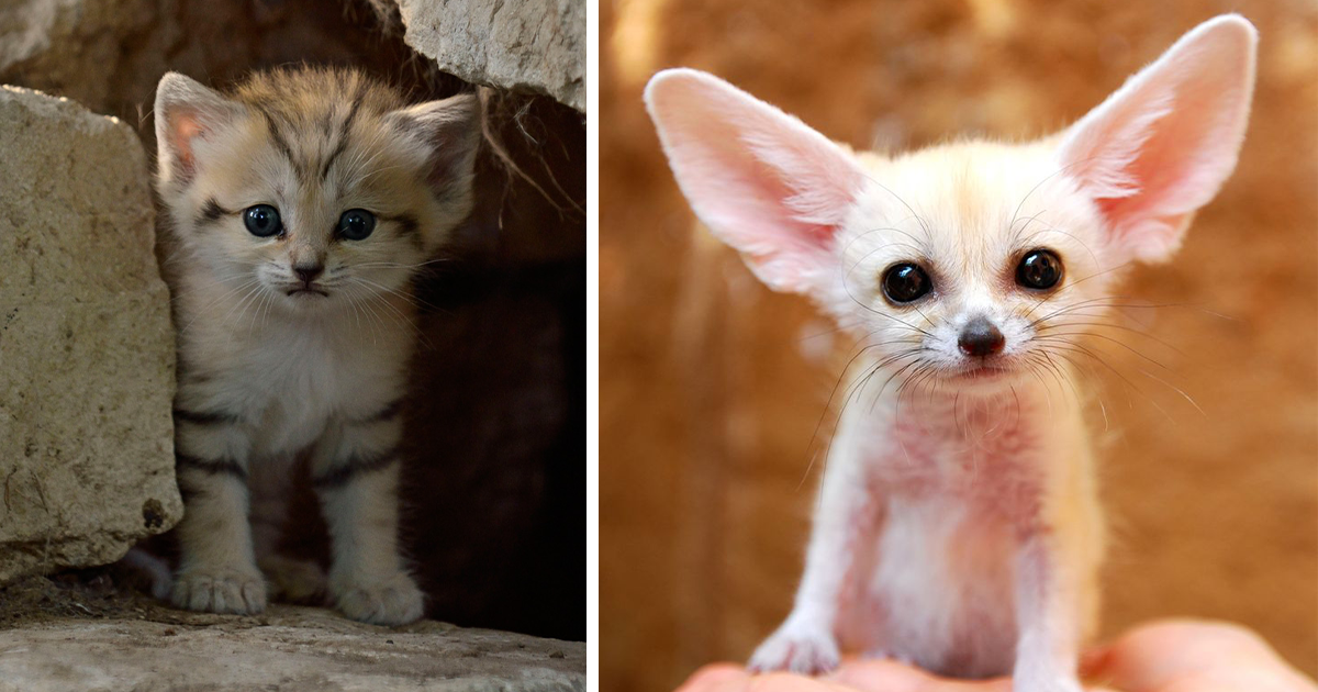 24 Itty Bitty Cute Baby Animals To Bring A Smile To Your Face (February ...