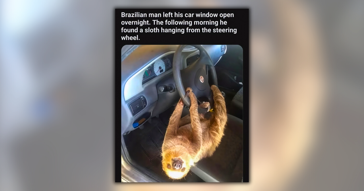 25 Whimsy Animal Memes With Hefty Hooman Humor for the Hardworking ...