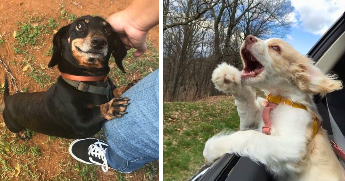 Cute Canine Collection of 23 Fluffy Funny Doggos Who Fetch a Smile to Your Face - Animal Comedy ...