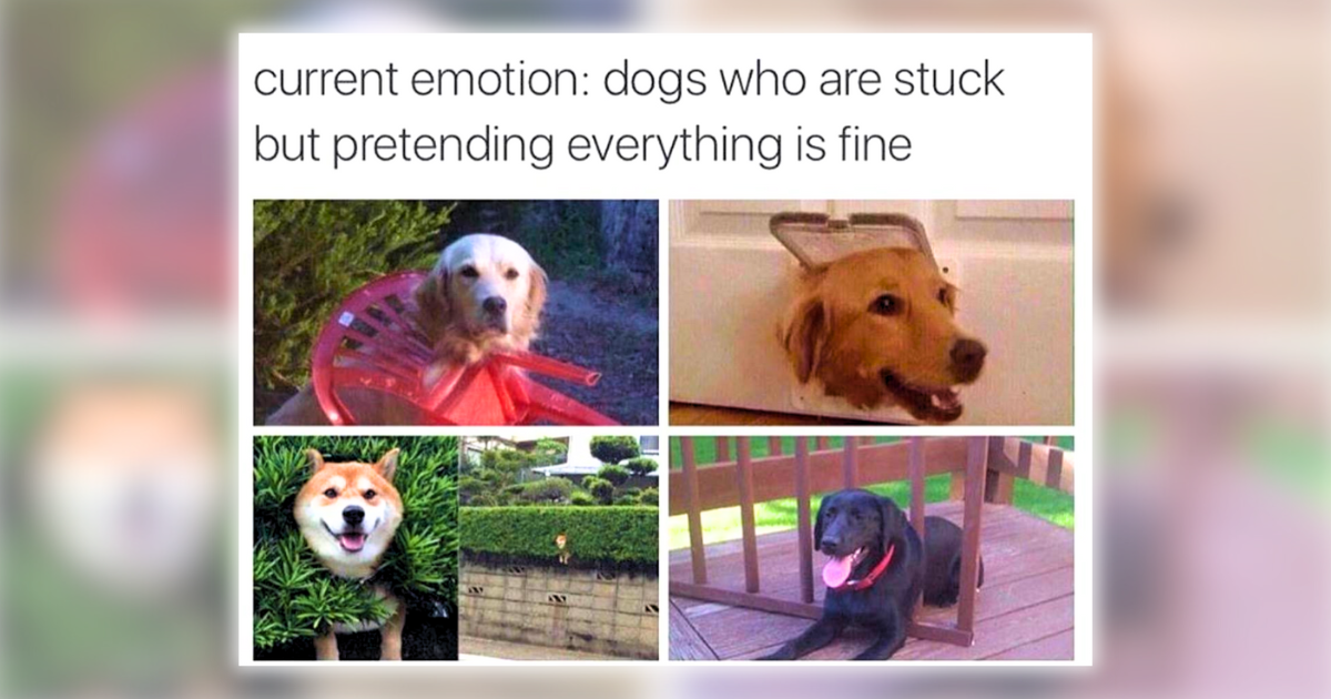 24 Dog Memes Borking to Distract You From This Day and Bring You Bliss ...