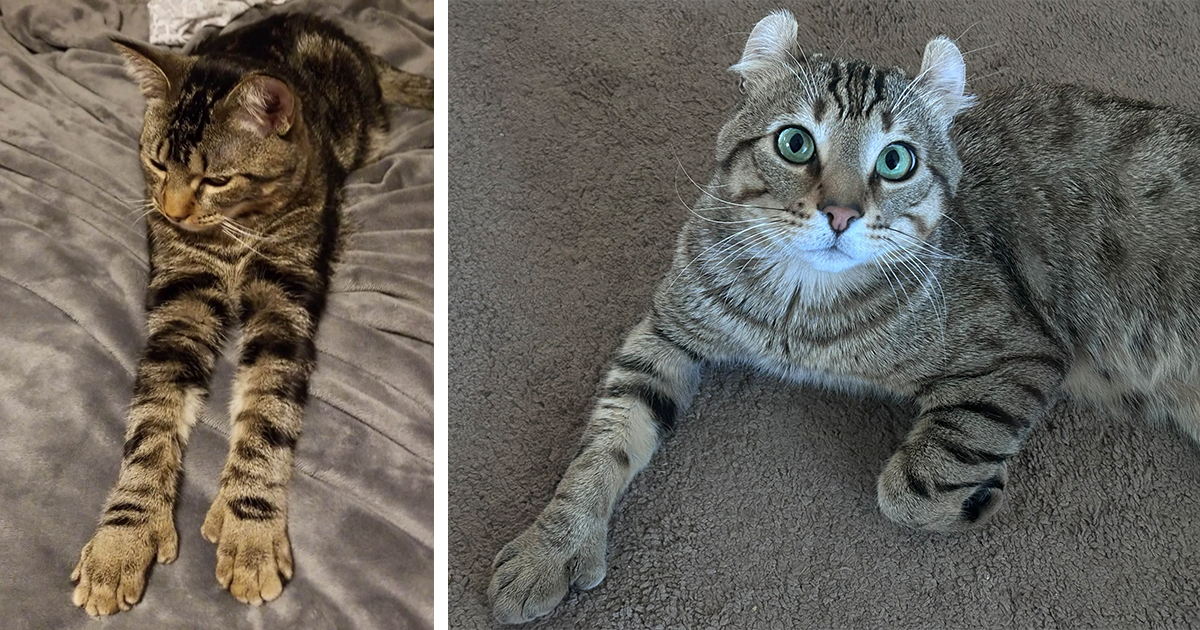 20 Purrfect Polydactyl Cats With Extra Toe-Beans Who Hold Our Entire ...