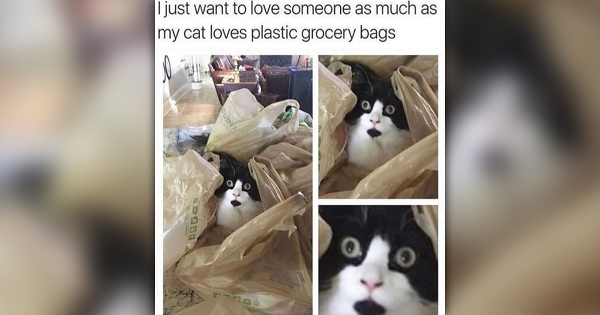 30 Fabulous Feline Memes for a Fantastically Fluffy Day - I Can Has ...