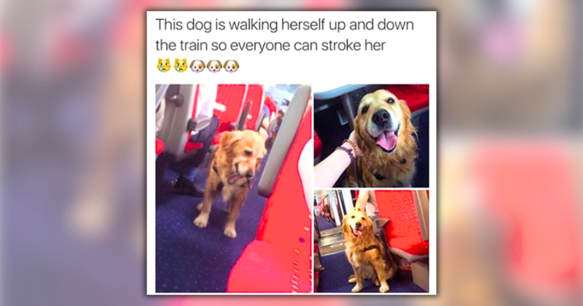 22 Woofing Wholesome Dog Memes Dragging You Through This Wednesday ...