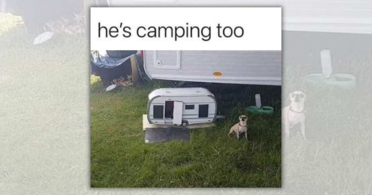 20 Wholesome Dog Memes for Tail-Wagging Pawsitivity - Animal Comedy ...