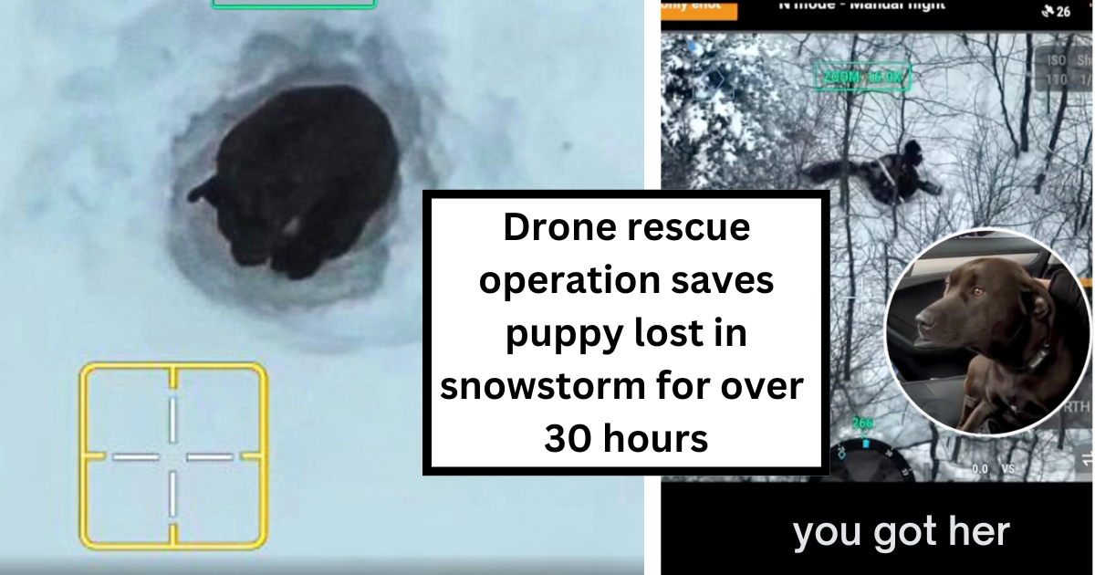 Lost puppy receives literally heartwarming reunion after being rescued ...