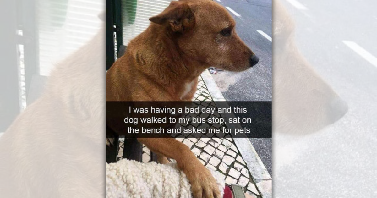 22 Best Memes for Doggo Enthusiasts Who Appreciate the Simpler Things ...