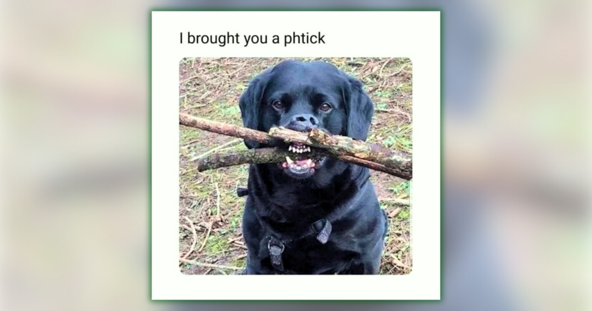Woofing Wholesome Collection of 22 Canine Memes Keeping You Comedic ...