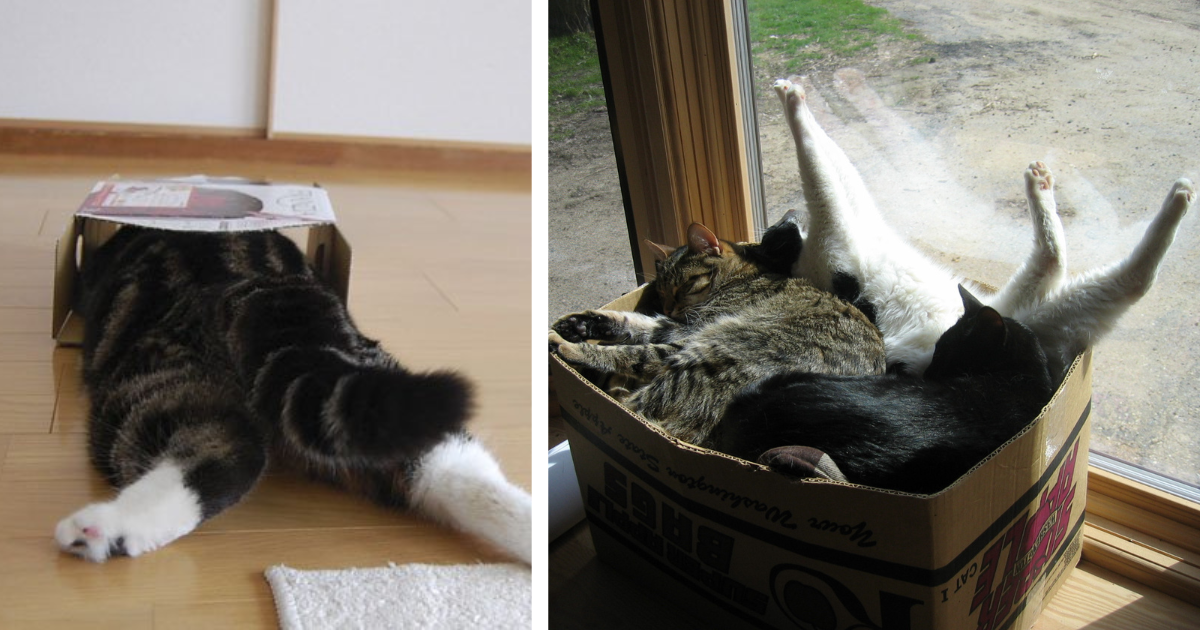 21 Purrfectly Silly Surprises in Your Amazon Box That Contain Four Cat ...