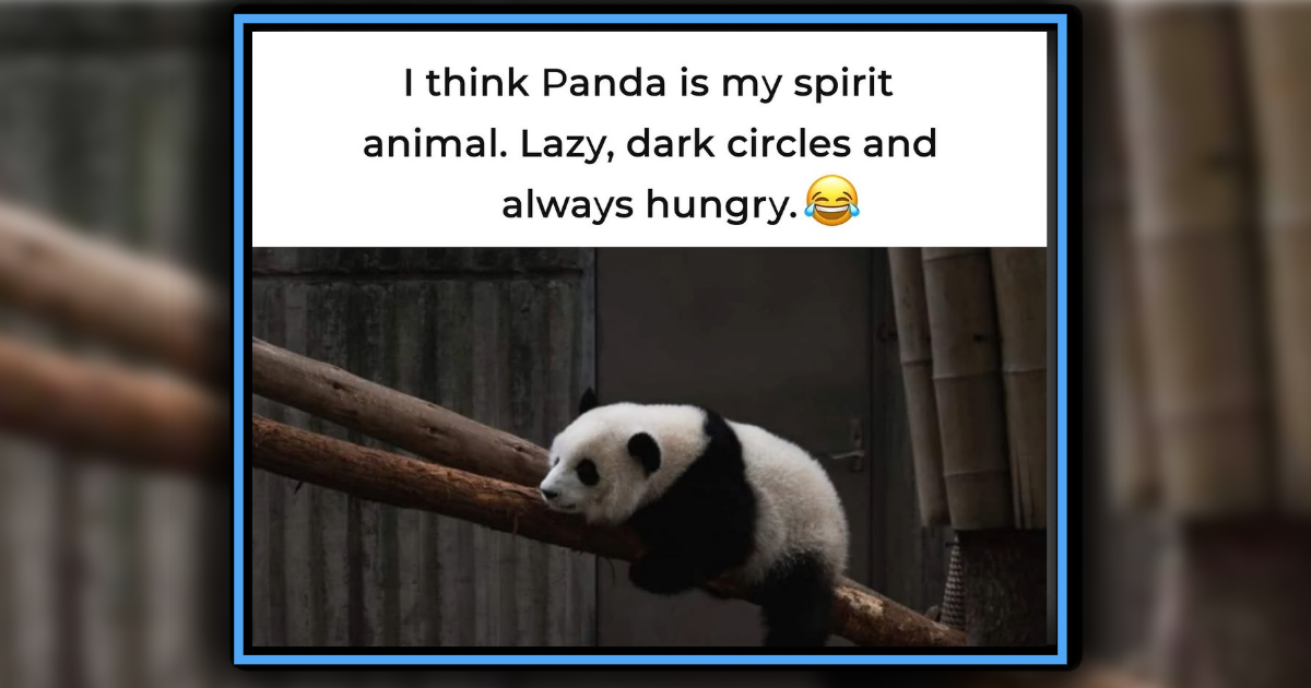 The Animal Guide to Hooman Weirdness: As Told by 21 Hilarious Animal ...