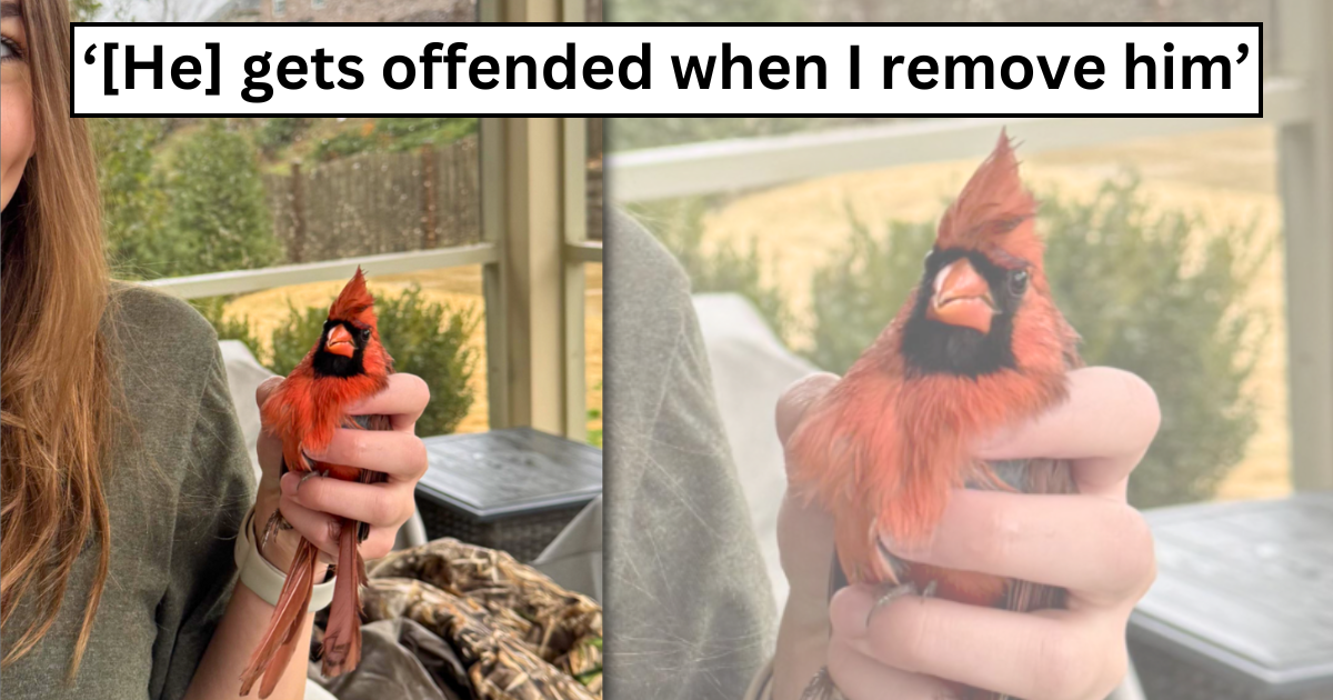 'The woes of a real-life Disney princess': Angry borb ruffles his ...