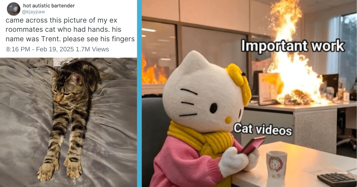 Your Weekly Caturday Meowgazine: 20 Most Iconic 'I Can Has Meowments ...