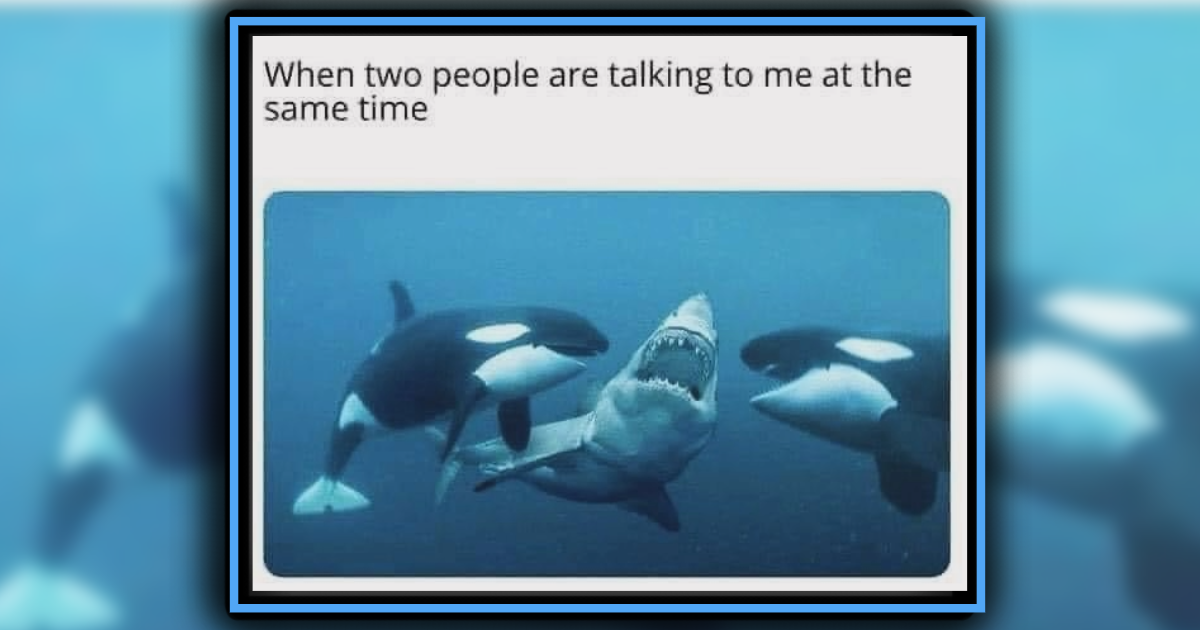 24 Awwdorable Animal Memes to Relax Overstimulated Hoomans Who’ve Had a ...