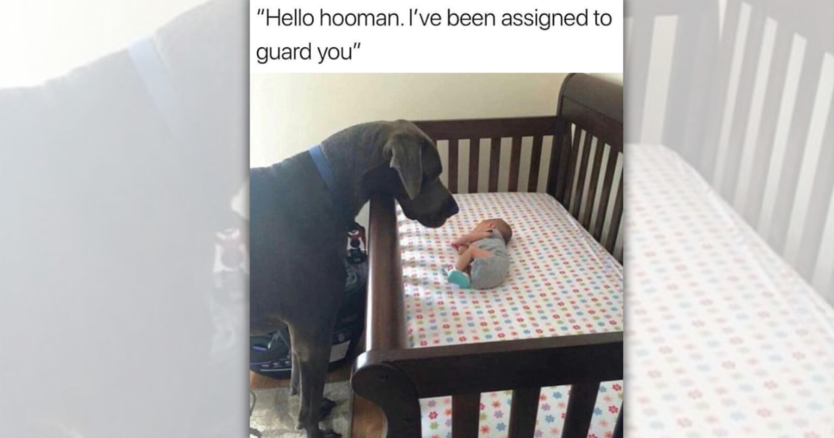 Very Good Memes for Very Good Good Boys and Girls Who Are Very Good ...