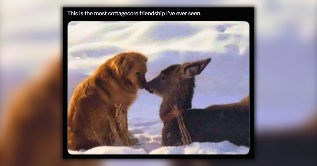 Sunday Sweet Sauce of 24 Animal Memes to Spread Silly Wholesomeness on ...