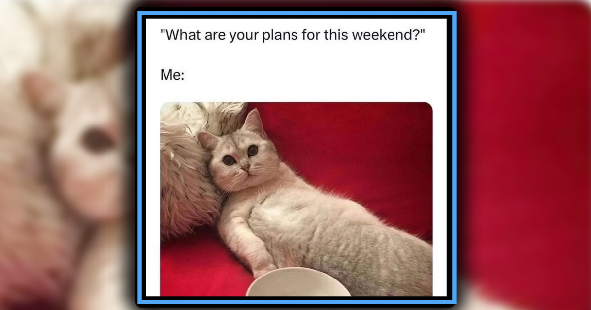 21 Cute Cats Craving Cuddles From Hoomans Who Have Treats - I Can Has ...