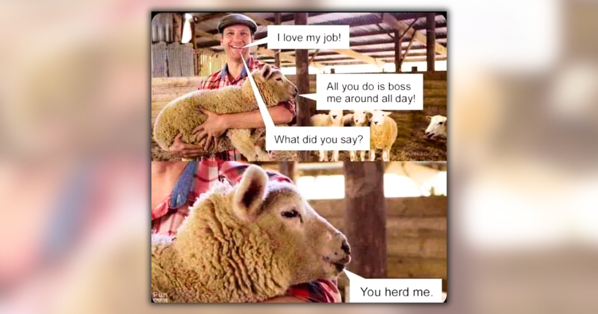 Herd of 30+ Farm Animal Memes and Moomes for You Early Risers - Animal ...