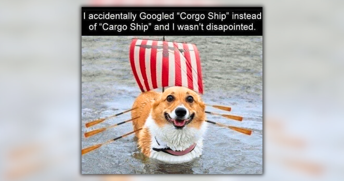 24 Wholesome Dog Memes Woofing With Joy to Join Your Precious Pupper ...