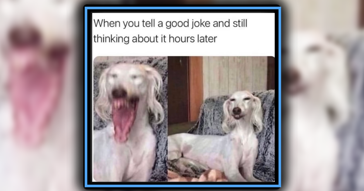 Uplifting Animal Memes for Hoomans Grappling With the Grouchies This ...