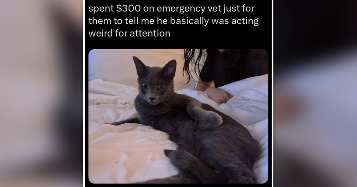 Presenting Your Caturday Dose of Feline Hilarity With the 27 Funniest ...