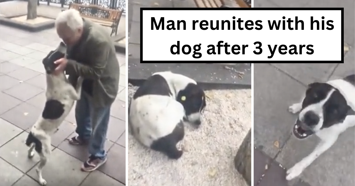 Senior man loses his dog for three years, gets a call telling him to ...