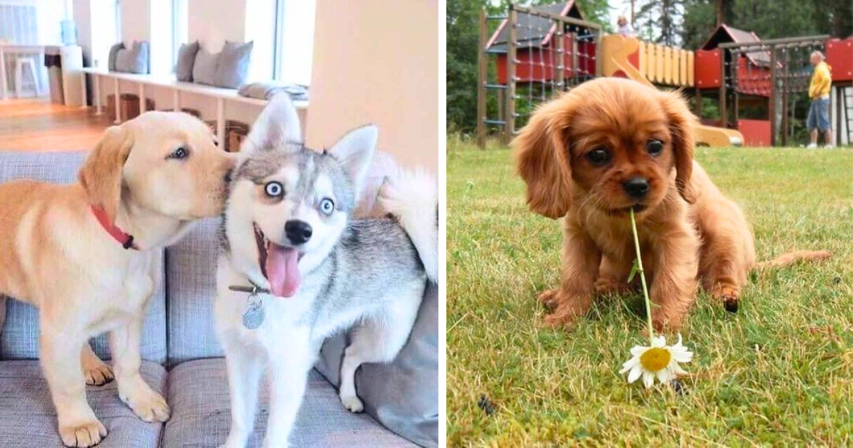 25 Delightful Doggos Dipping Your Day in the Silly Salsa to Help You be ...