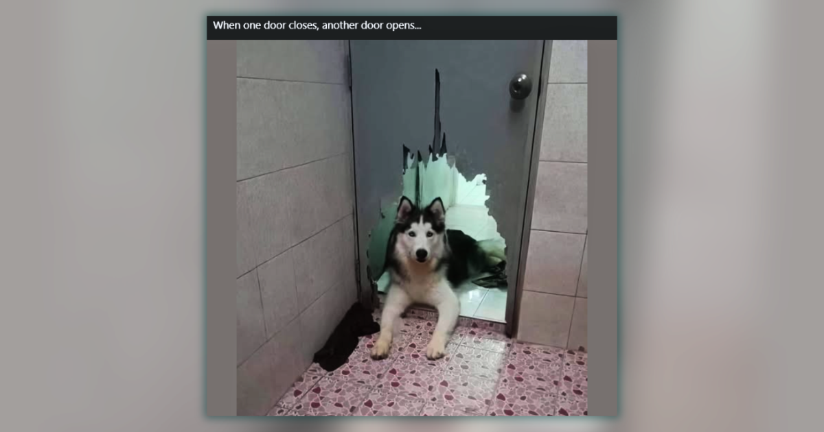 22 Dog Memes Opening the Doors to Heck so You'll Howl With Happiness ...