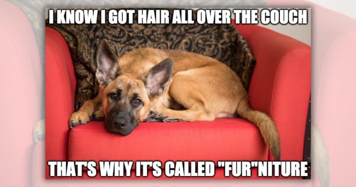 Dog Toothbrush Memes