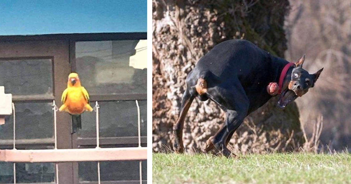 Floofs and Fails: 29 Flawlessly Funny Animals Who Forgot How to Animal ...