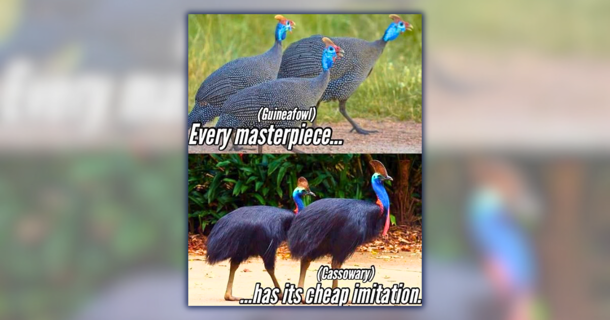 24 Borb Memes Flying to the Rescue Bringing You a Beakful of Laughter ...