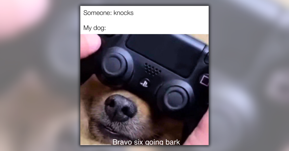 22 Dog Memes to Surprise You Like a Sudden Dog Bork When the Bell Rings ...
