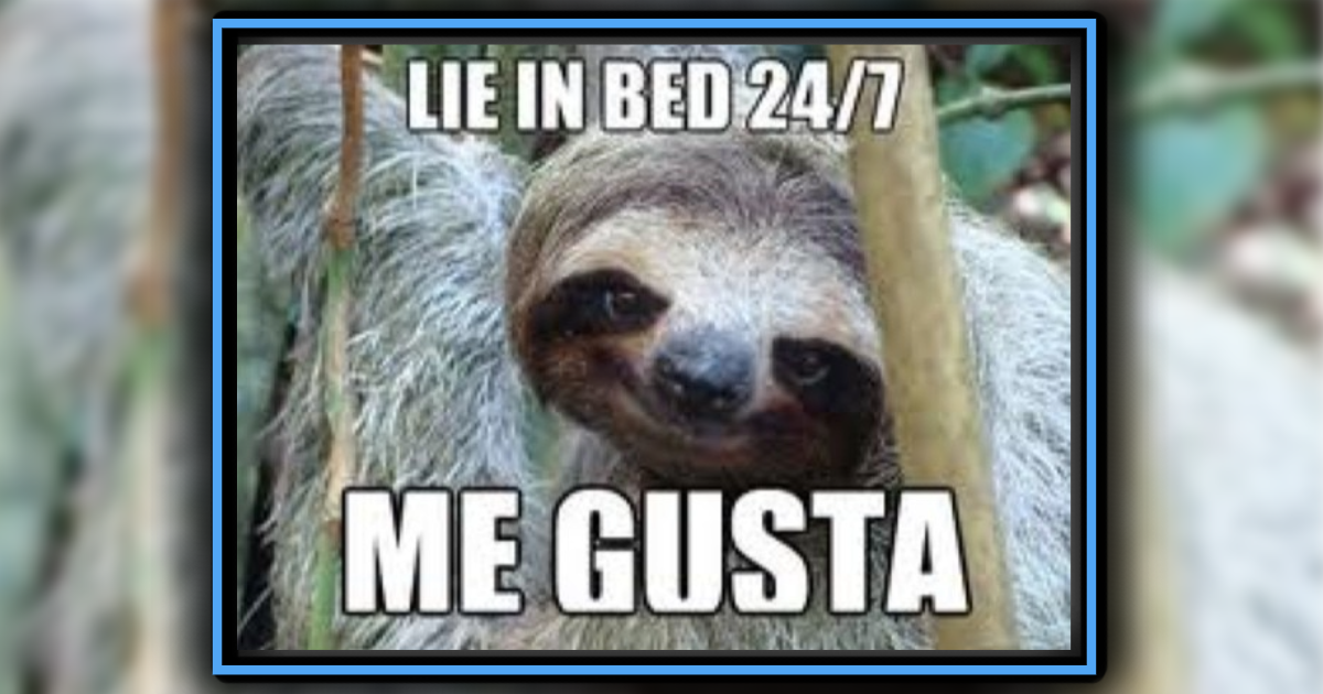 Utterly Chill Sloth Memes for Hoomans Living That Slow Saturday Sloth ...