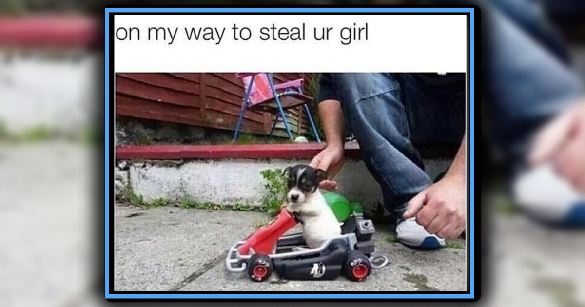 Furget Your Work Week Woes With the Pawer of Distraction: 20 Hilarious ...