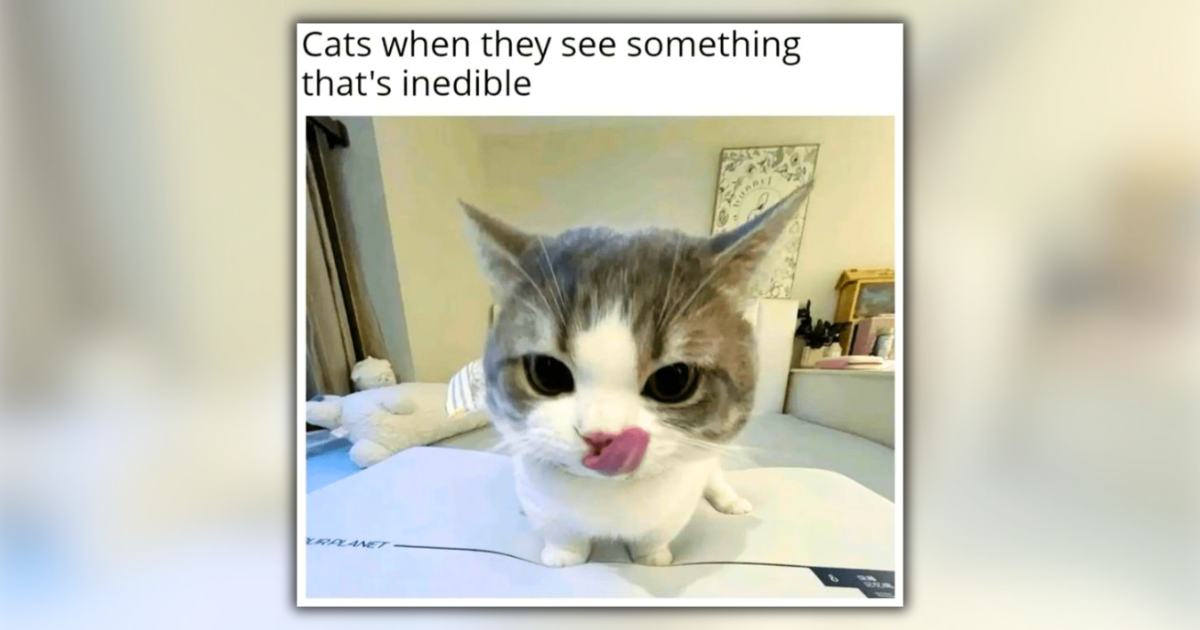 25 Expert Cat Memes That Advise You to Give Your Cat Treats Right Meow ...